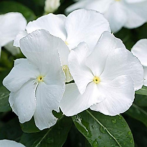 Outsidepride Vinca Periwinkle White Garden Flower, Ground Cover, & Container Plants - 4000 Seeds