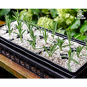 O-FarFarm Chunky Perlite Bulk, Horticultural Pearlite Coarse Perlite for Plants Indoor, Additive Conditioner Mix, Improve Drainage and Ventilation, Help Root Growth(5-10mm, 1qt)