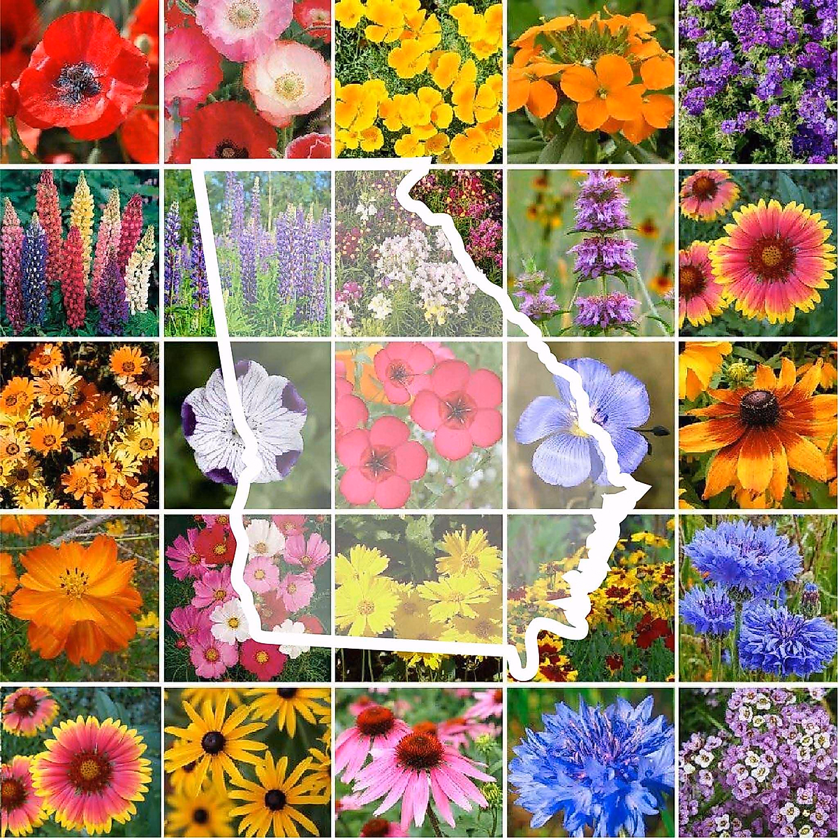 Eden Brothers Georgia Wildflower Mixed Seeds for Planting, 1/4 lb, 120,000+ Seeds with Cornflower, Cosmos, African Daisy | Attracts Pollinators, Plant in Spring or Fall, Zones 3, 4, 5, 6, 7, 8, 9, 10