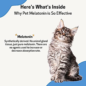 Pet Wellbeing Pet Melatonin for Cats - Vet-Formulated - Support for Feline Hyperthyroid, Natural Relaxant, Sleep Support - Liquid Supplement 2 oz (59 ml)