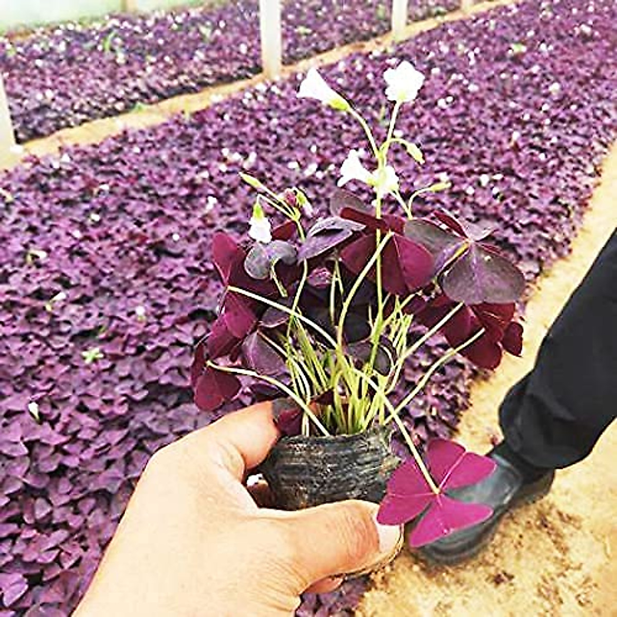 Oxalis Triangularis 10 Bulbs Purple Shamrocks Lucky Lovely Flowers Bulbs Grows for Garden and pots