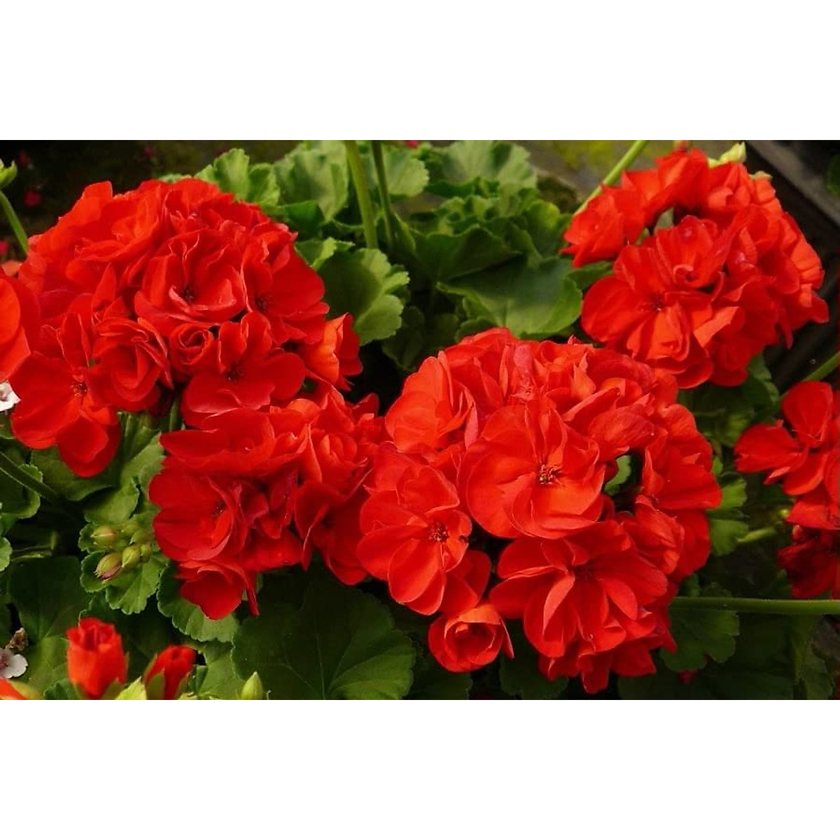 ATVADA Geranium Seeds 50Pcs for Planting Red Scented Ivy Leaf Perennial Flower Hardy Martha Washington Indoor Maverick