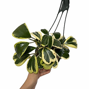 Variegated Hoya Kerrii - Hoya Plants Live Houseplant - Live Hoya Plant - Outer Variegated Hoya Kerrii - Plant Gift - Air Purifying Plant (2-3 Leaves Plant, 4" Pot)