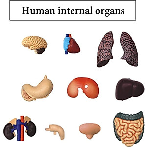 LIOONS Human Anatomy Model Human Body Model Human Organ Model Detachable Human Internal Organs Anatomy Model Biology Teaching Color Teaching Model Realistic