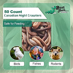 Best Bait 50 Canadian Nightcrawlers (4-6 inch) - Premium Fishing Bait or Pet Feeder - High-Protein, Nutrient-Rich Live Worms for Fishing, Reptiles, Birds & Small Animals - Ideal for Anglers