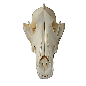 Real Coyote Skull (Cleaned and Assembled Adult American Coyote Skull)