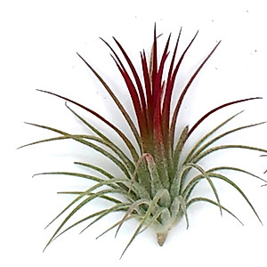 Live Tillandsia Ionantha Fuego 2" - 3" Air Plant Fast Growing, Easy Care, Low Maintenance, Indoor or Outdoor by Awesome Industries (1 Pack Fuego XL)