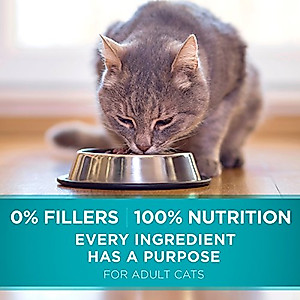 Purina ONE Natural Dry Cat Food, Tender Selects Blend With Real Salmon - 16 lb. Bag