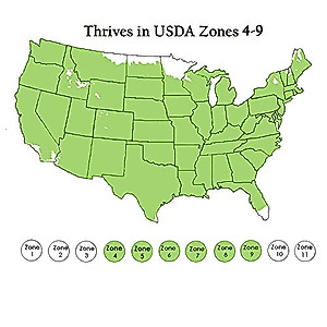 1 Gal. Endless Summer Bloomstruck Hydrangea