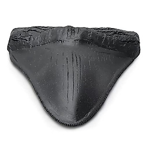 Megalodon Shark Tooth Fossil Giant Shark Tooth Megalodon Tooth Replica (Black)