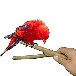 Allazone 10 PCS Natural Wood Bird Perch Stand, Bird Parrot Perch Stand Set, Wooden Parrot Perch Stand Perch Platform Cage Accessories for Parrotlets Cockatiels Budgies Parakeets