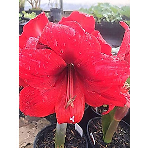 5 Red Lion Amaryllis Bulbs. Special Holiday Bulk Pricing! Wonderful to Gift As-is to Your Friends, or Jazz These Bulbs up Yourself with Clever Packaging to Put Your Own Style Into Your Gift!