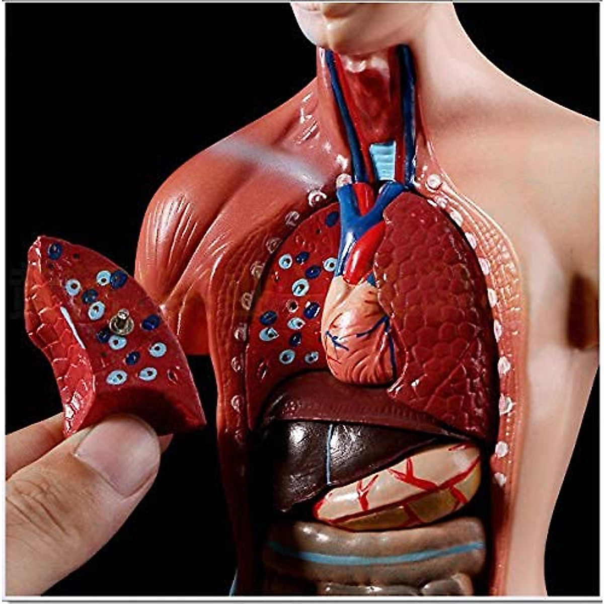 Human Torso Anatomical Skeleton 26cm Life Size Model Internal Organs Removable Health Demonstrations