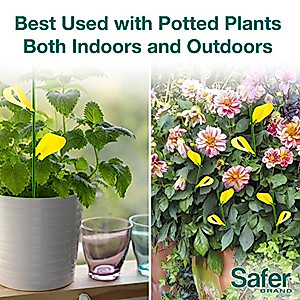 Safer Brand 5026 Houseplant Sticky Stake Insect Traps for Indoor Plants - Controls Fungus Gnats, Whiteflies, Midges, Thrips, Fruit Flies, and Black Flies - 12 Pack, 84 Traps