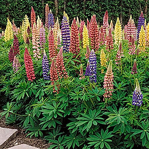 Outsidepride Perennial Russells Lupine Wild Flower Mix & Butterflies & Hummingbirds - 500 Seeds