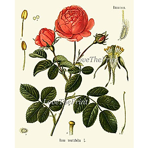 Botanical Flower Set of 4 Art Prints Antique Beautiful Red Rose Poppy Large Black Hollyhock Dandelion Spring Summer Garden Home Room Wall Decor Unframed KOH