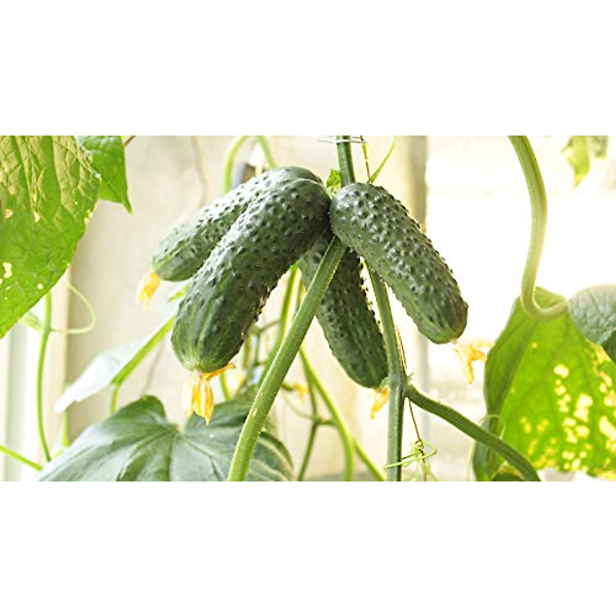 Seeds Cucumber Indoor F1 Room Early Self-pollinated Pickling Vegetable for Planting Heirloom Non GMO