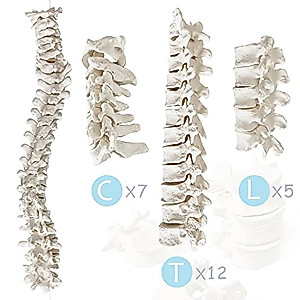 Human Skeleton Model For Anatomy 67 inch High, Full Size Skeleton Models with 3 Poster, Skull, Spine, Bones, Articulated Hand & Foot, for Anatomy Medical Learning