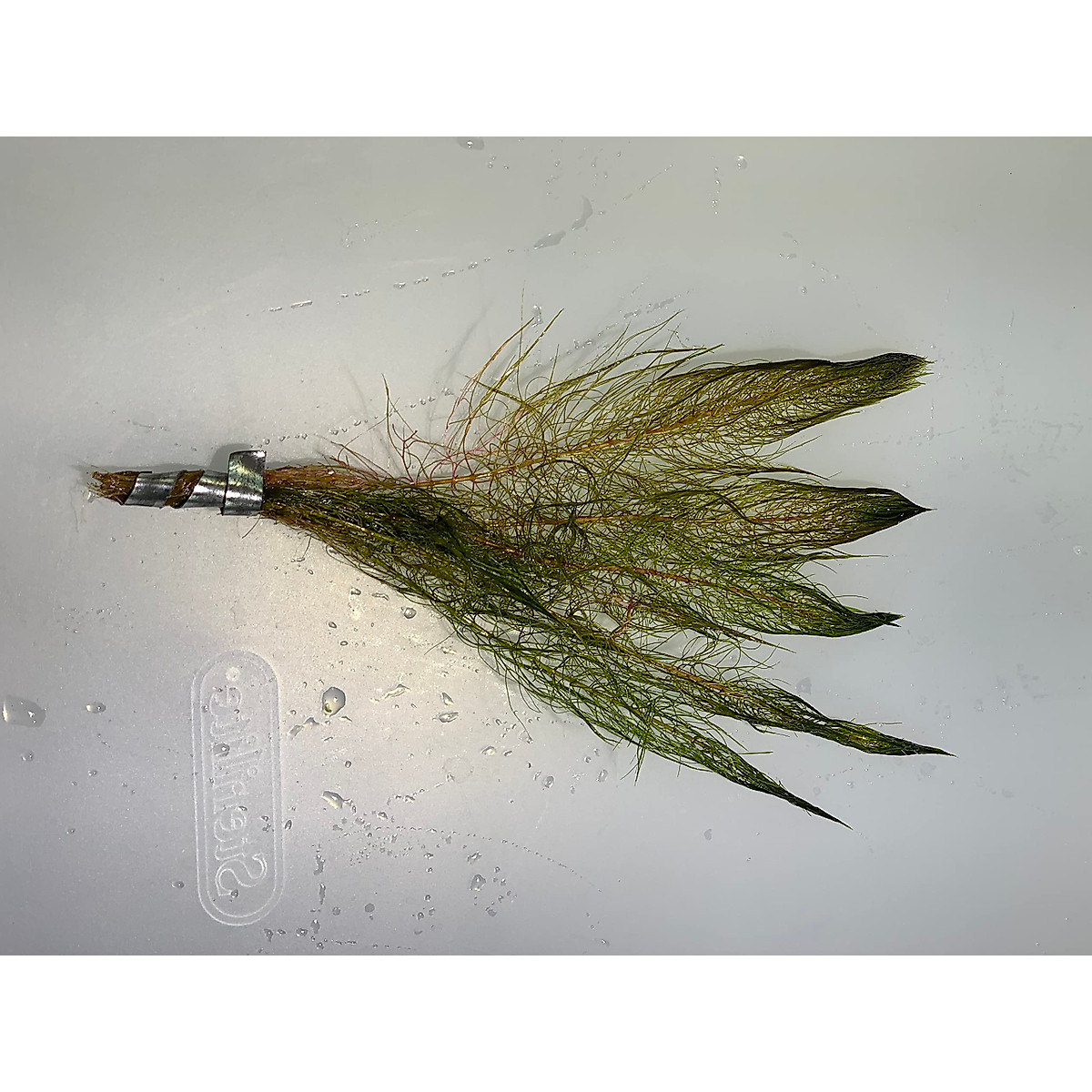 Marcus Fish Tanks Red Myrio Myriophyllum Heterophyllum Foxtail Watermilfoil Live Aquarium Plants