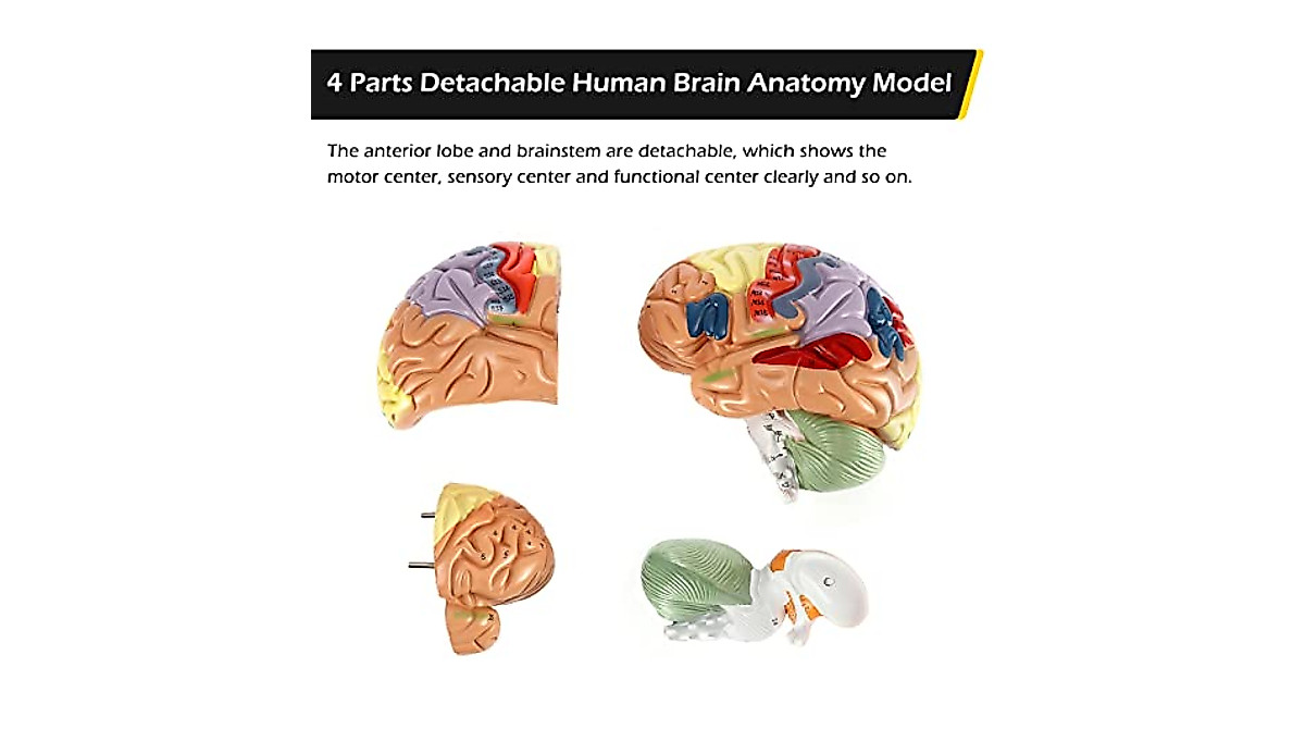 Dyna-Living 2X Life Size Human Brain Model for Learning
