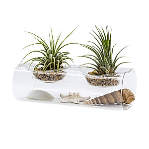 NW Wholesaler - Live Tillandsia Air Plants with Tea Light Glass Display and Sea Shells Decoration - Tillandsia Air Plants with GlassVase Holder for Home Décor, Office, and Home Garden