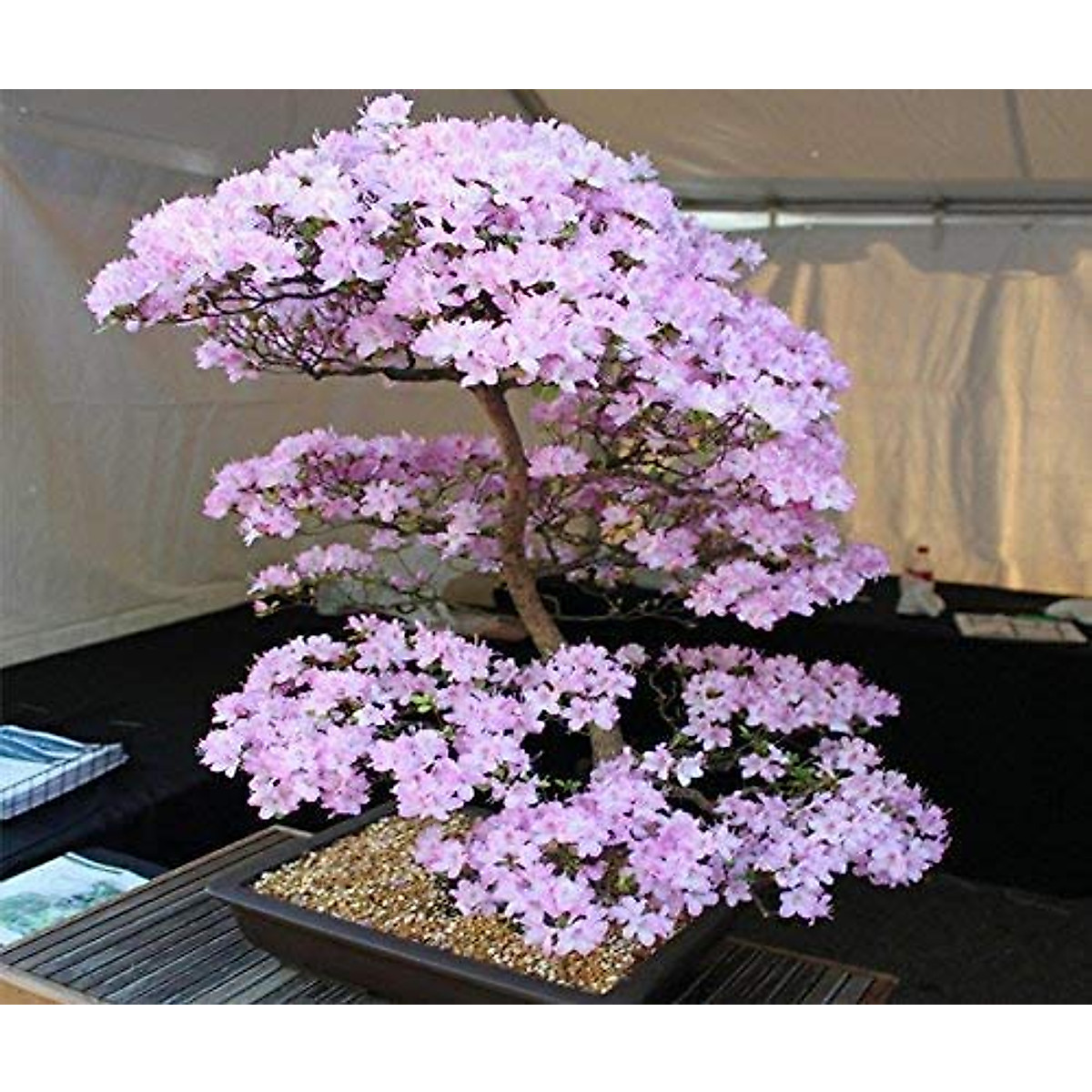 10 Japanese Cherry Blossom Bonsai Seeds - Flowering Sakura Bonsai Seeds