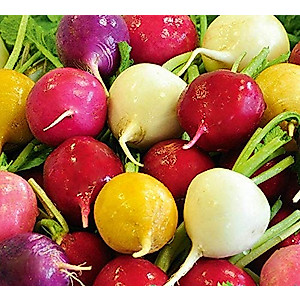 Colorful Radish Seed Mix Easy to Grow Vegetable Garden Seeds for Planting 100 Seeds