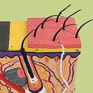 ZALTAS 50X Enlarged Anatomical Model Skin Model Anatomy for Science Classroom Study Display Teaching Medical Model Human Body Anatomy Replica A