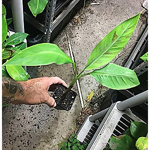 Dwarf Apple Banana - Live Plant - Dwarf Brazillian Banana - Dwarf Hawaiian Apple Banana
