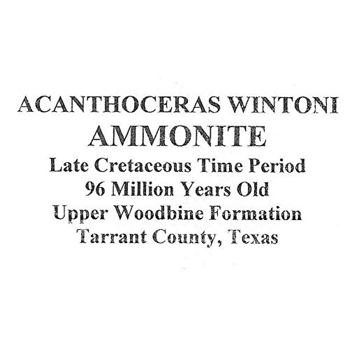 Ammonite Acanthoceras Split Polished Fossil Texas 96 MYO w/Label #16254 29o