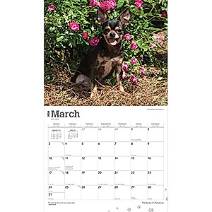 The Beauty of Chihuahuas | 2024 14 x 24 Inch Monthly Deluxe Wall Calendar | Sticker Sheet | StarGifts | Animal Dog Breeds