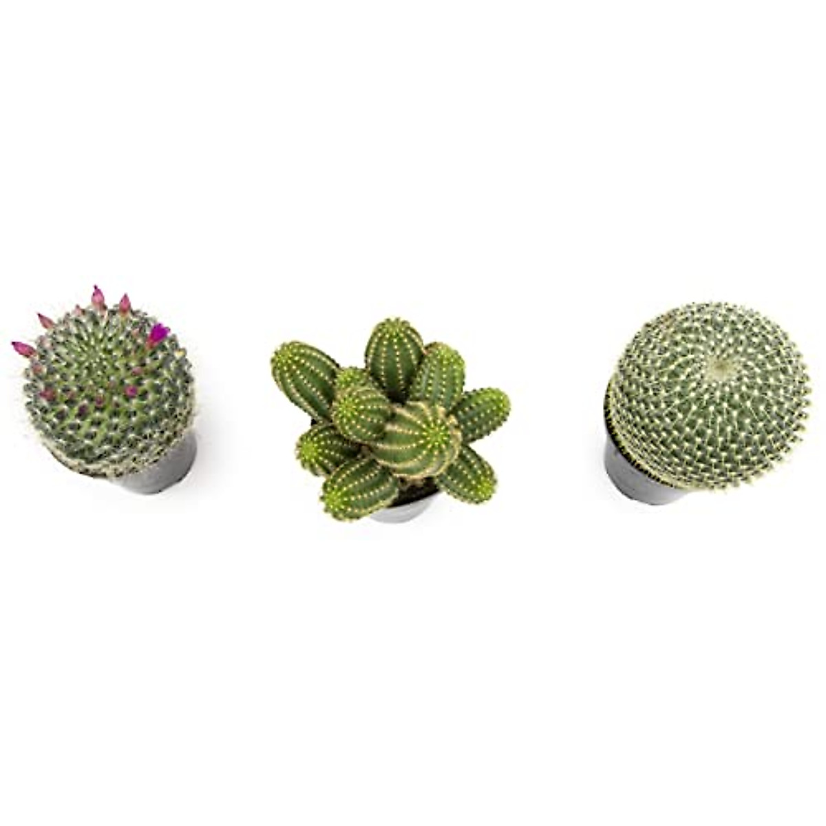 Altman Plants, Assorted Cactus Plants Live Plants (3PK), Cactus Plant Live Succulents Plants Live Cactus Decor, Indoor Plants Live House Plants in Cactus Soil, Live Cacti Plants Live Succulent Plants
