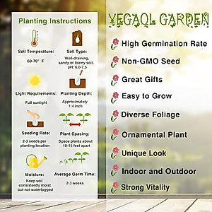 Eucalyptus Cinerea Seeds Silver Dollar Eucalyptus Distinctive Round, Silvery-Blue Leaves Fast-Growing Drought-Tolerant Adds Unique and Attractive Element to Gardens Landscapes 25Pcs by YEGAOL Garden