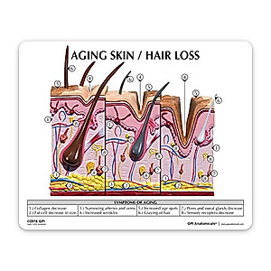 GPI Anatomicals - Aging Skin/Hair Loss Model | Human Body Anatomy Replica of Aging Skin w/Hair Loss for Dermatology Educational Tool