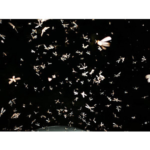 Enforcer BugMax Home Pest Control EBM128 (Case of 4) Kills roaches, Ants, Fleas, Ticks, termites, Carpenter Ants, Brown Recluse Spiders, Black widows, Carpenter Bees and bedbugs