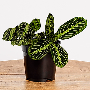 Greendigs Lemon Lime Prayer Plant in 5 Inch Grower's Pot