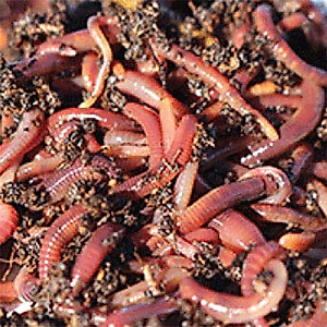 NaturesGoodGuys Live Redworms Composting Red Worms - 600 Red Wigglers