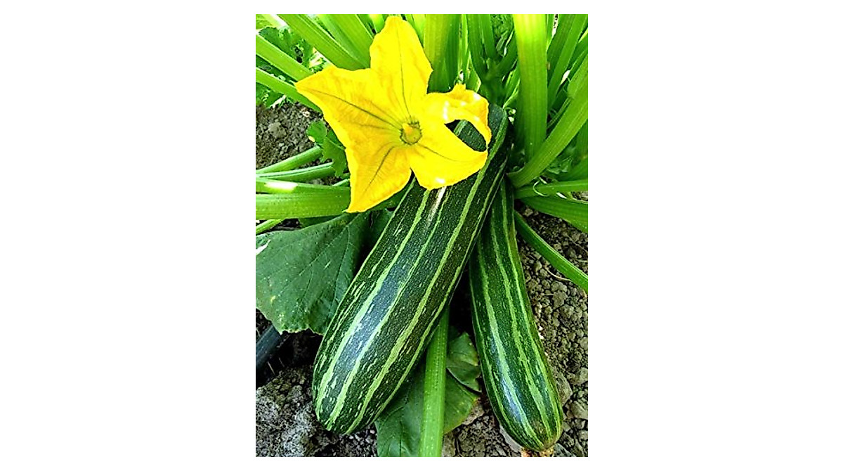 Grow Heirloom Cocozelle Zucchini Seeds | Compact & Non-GMO