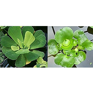 2 Water Lettuce + 2 Water Hyacinth Bundle - Floating Live Pond Plants