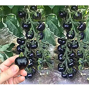 VAACNEE 30pcs European Black Cherry Tomatoes Seeds Sweet Tasty Heirloom Non-GMO Rare Juicy Plant