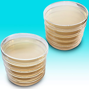 LB Agar Plates - Evviva Sciences - Prepoured Luria-Bertani Agar (LB) Petri Dishes - General Purpose Media - Top Science Kit for Science Fair Projects!