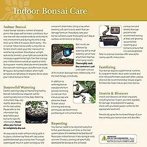 Brussel's Bonsai Live Fukien Tea Bonsai Tree - Small, 6 Year, 6 to 8 inches Tall - Indoor Bonsai Tree Live with Grower Bonsai Pot