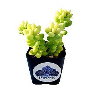 Living Succulent 2” Donkey Tails, Fully Rooted Succulents Plants Live, Succulent Plants Trailing Hanging, Sedum Burrito House Plant for Home Office Decoration, DIY Projects, Party Favor Gift
