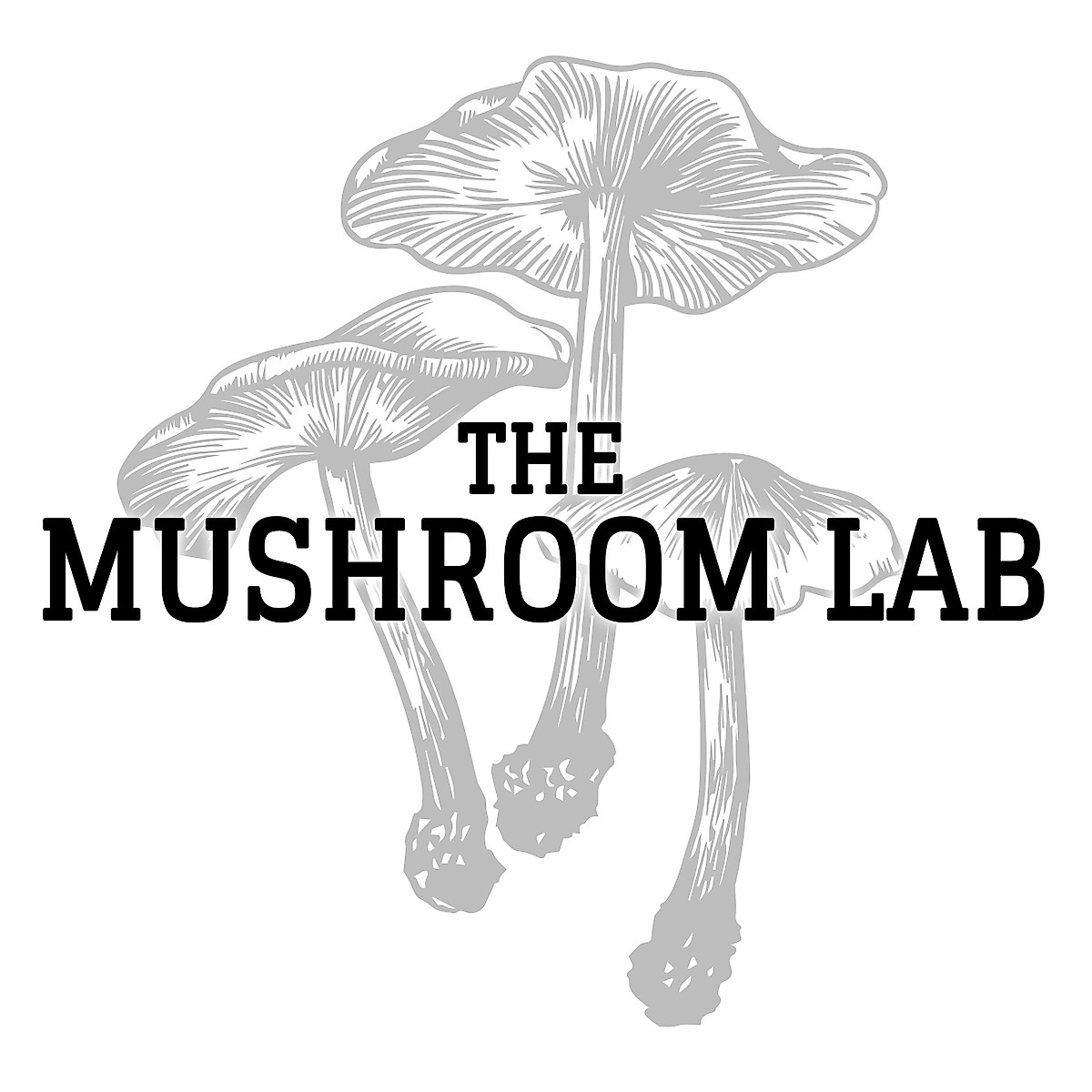 Mushroom Liquid Culture - Shiitake 3782 (Lentinula edodes)