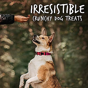 Fruitables Biggies Dog Biscuits – Crunchy Dog Biscuits Made with Pumpkin – Healthy Dog Treats Packed with Real Fruit Flavor – Free of Wheat, Corn and Soy – Crispy Bacon & Apple – 16 oz