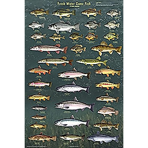 Fresh Water Game Fish of North America Educational Reference Chart Print Poster 24x36