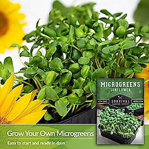 Survival Garden Seeds Sunflower Microgreens for Sprouting and Growing - Seed to Sprout Green Leafy Micro Vegetable Plants Indoors - Grow Your Own Mini Windowsill Garden - Non-GMO Heirloom Variety
