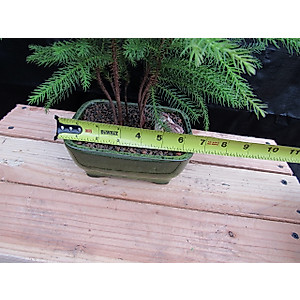 Norfolk Island Pine Bonsai Tree (Medium)