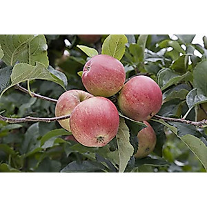 TriStar Plants - Gala Apple Tree - 1 Gallon - No Ship California, Healthy Established Roots, Semi Dwarf Apple Tree, Dwarf Gala Apple Tree, Small Apple Tree, Easy Care Orchard