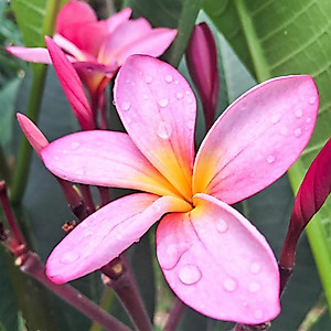Hawaiian Pink Plumeria Frangipani 1 Cutting DL9